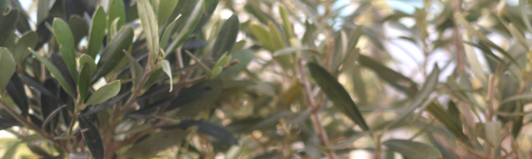 Contactez-nous chez Elaio a Nice